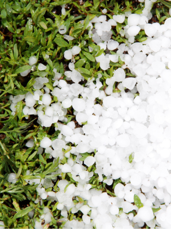 Can Turf Withstand Extreme Weather Conditions in Colorado?